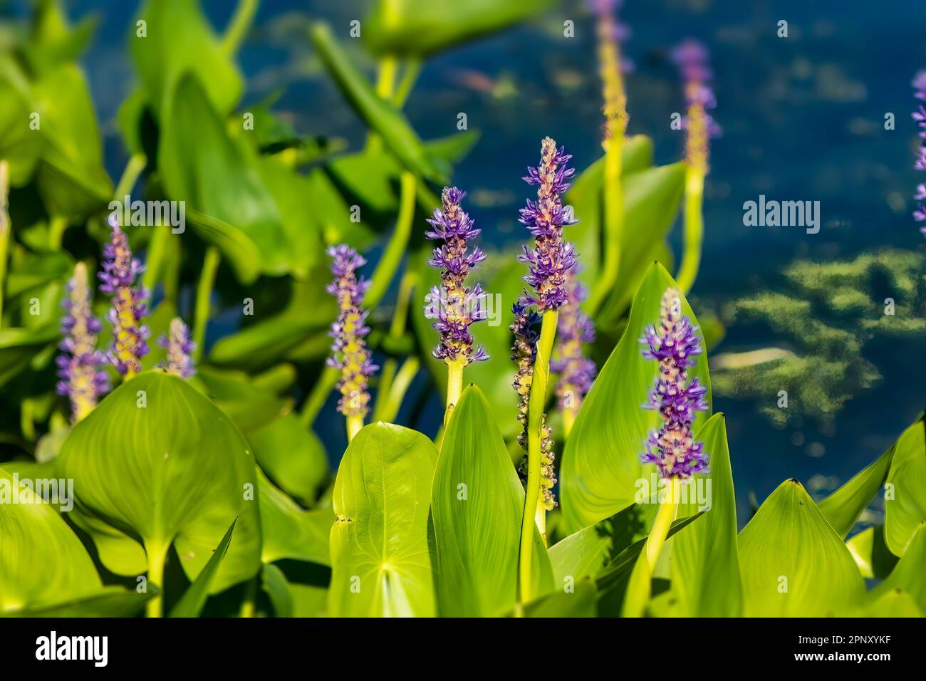 Pickerel weed flower ( Pontederia cordata) in native aquatic American ...