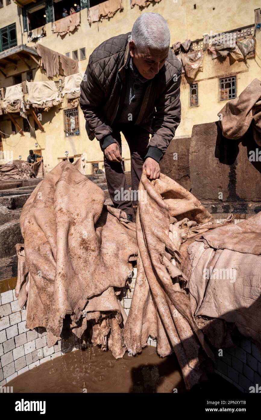 Worker in the tanneries of Fez handling skins inside a pool, for ...