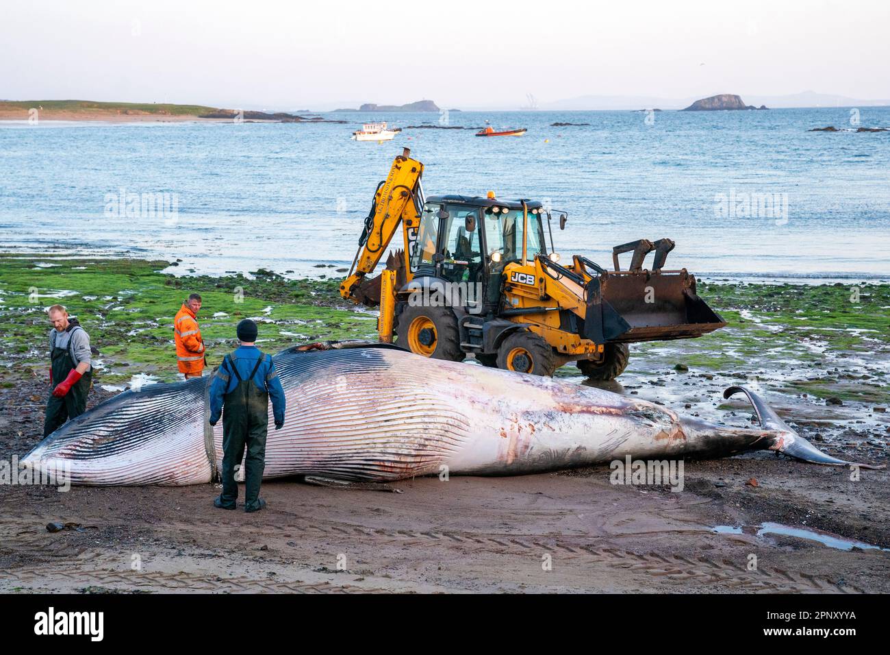 A dead minke whale which washed up on the West Bay beach in North Berwick, East Lothian, on ...