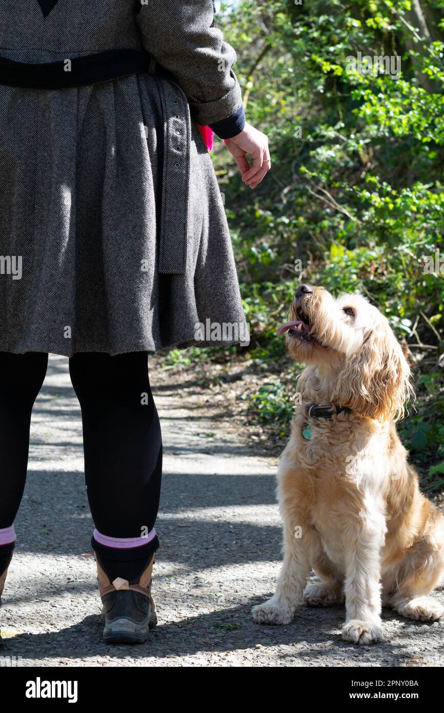 Dog with tongue hanging out looking up at walker. Cockapoo with woman ...