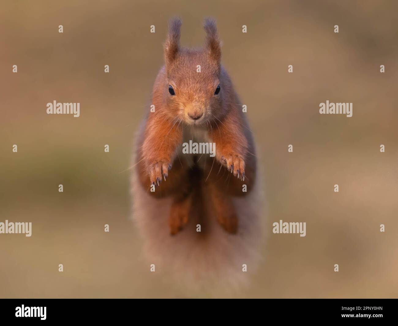 A red squirrel jumping in the air Stock Photo - Alamy