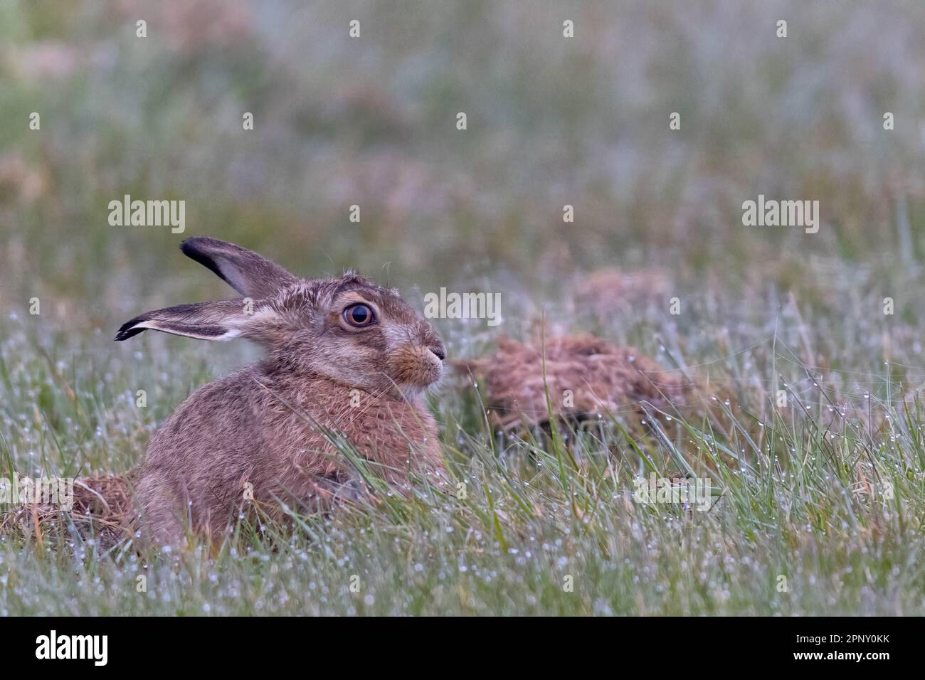 A large rabbit in a grassy meadow Stock Photo - Alamy