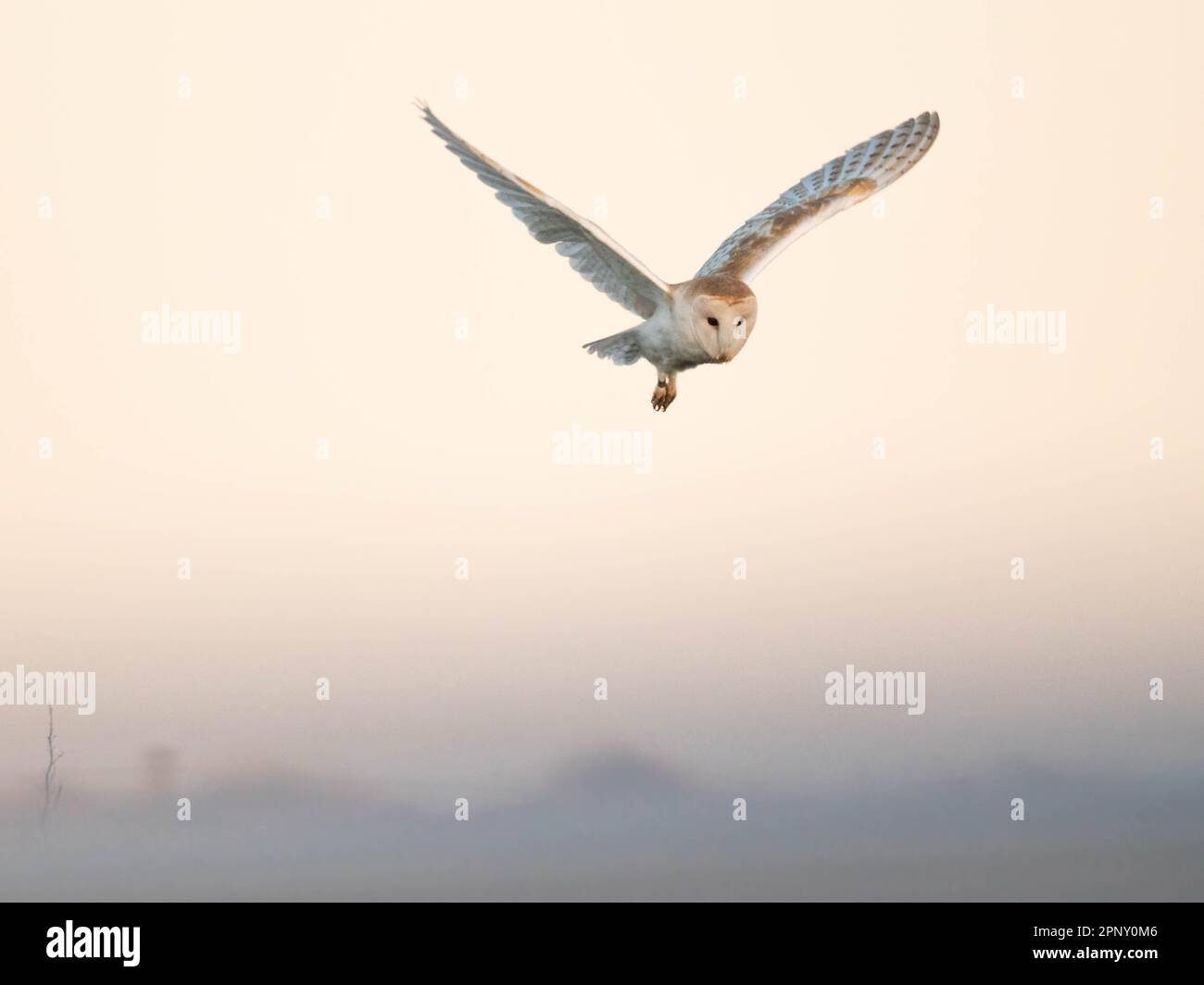 A barn owl soaring through the sky Stock Photo - Alamy