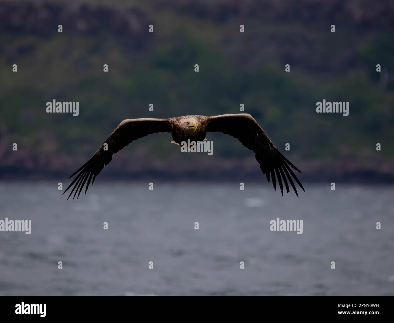 Bald eagle flying over a lake hi-res stock photography and images - Alamy