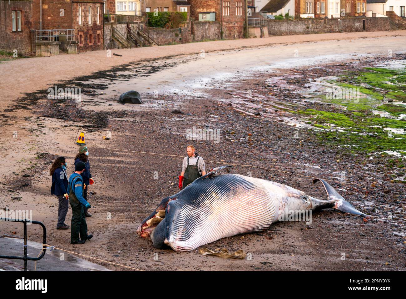 A dead minke whale which washed up on the West Bay beach in North Berwick, East Lothian, on ...