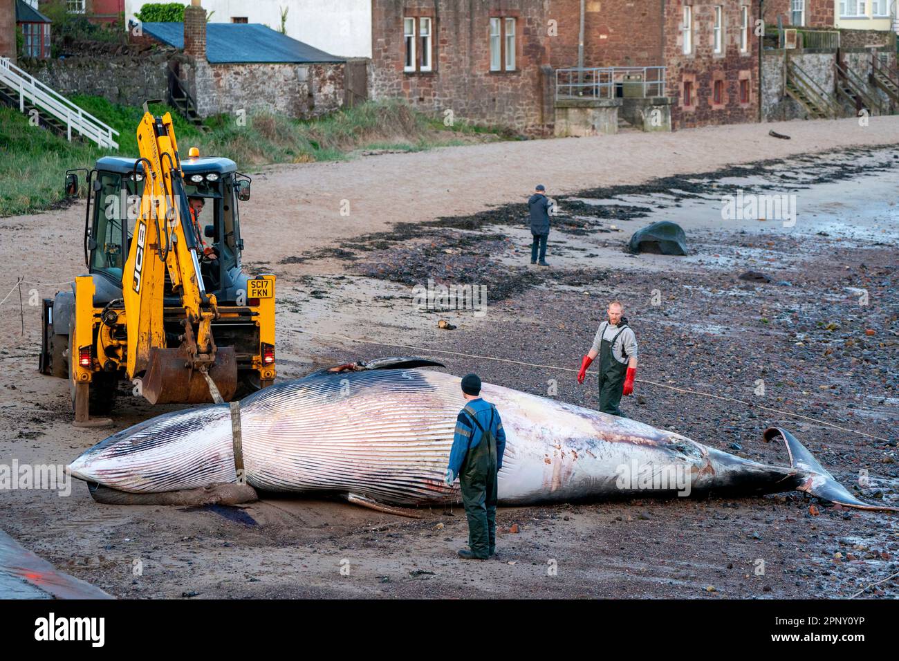 A dead minke whale which washed up on the West Bay beach in North Berwick, East Lothian, on ...