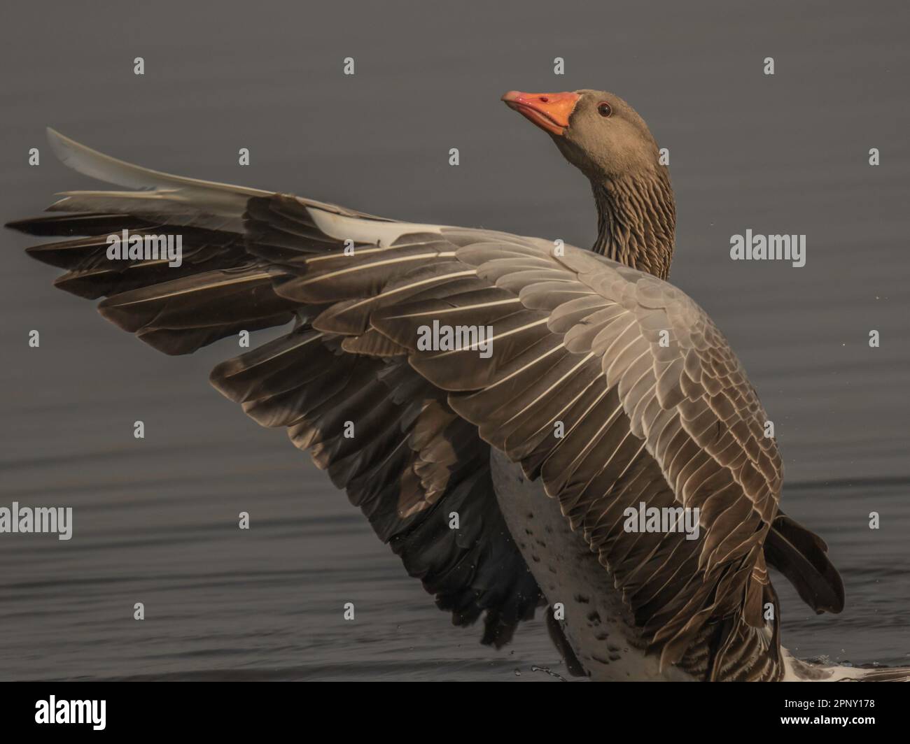 A gray goose standing in a pond, spreading wings out Stock Photo - Alamy