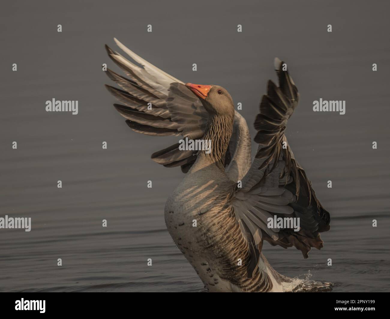 A gray goose standing in a pond, spreading wings out Stock Photo - Alamy