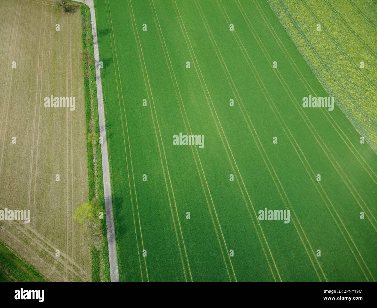 Drone shot of fields, in three different colors, in spring. The tractor ...