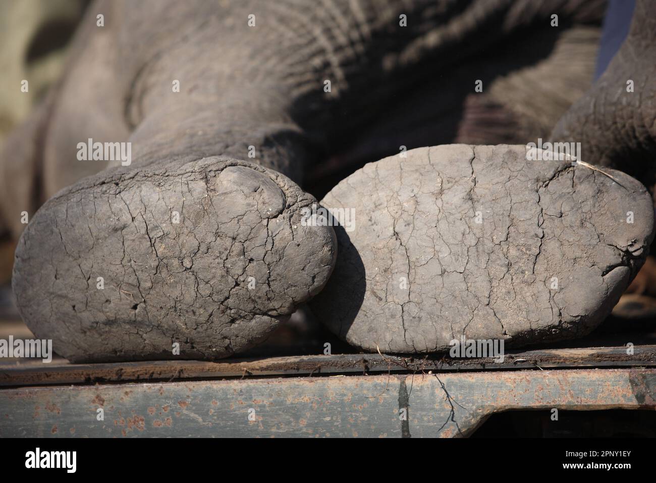 Elephants feet hi-res stock photography and images - Alamy
