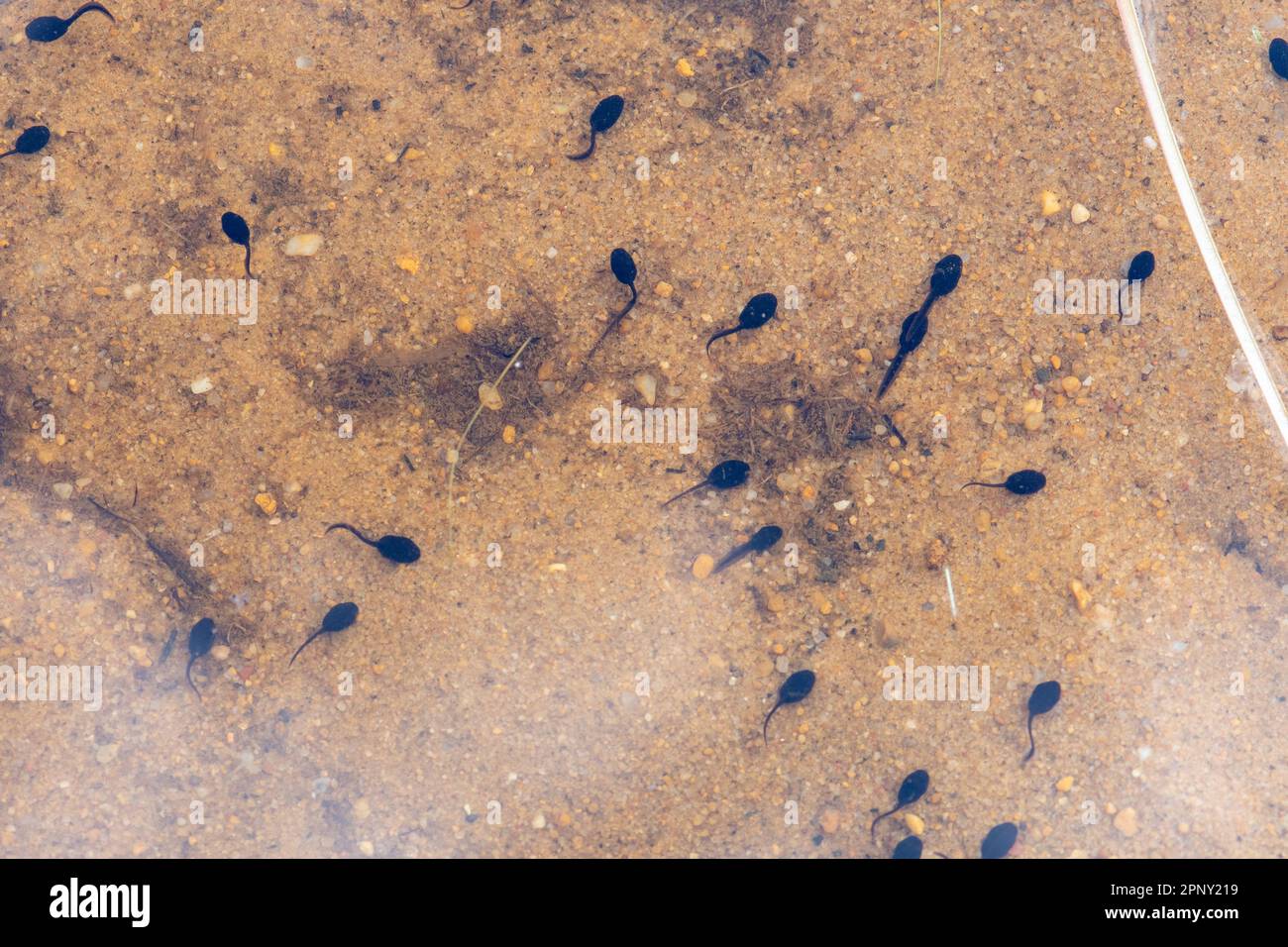 Common toad tadpoles (Bufo bufo development) in a wildlife pond ...