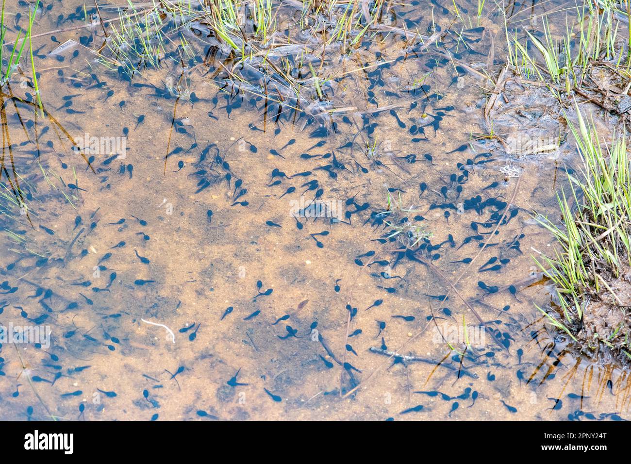 Common toad tadpoles (Bufo bufo development) in a wildlife pond ...