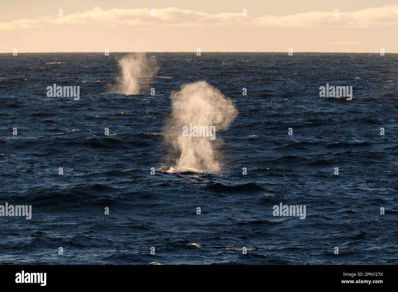 Fin whales blowing (Balaenoptera Physalus) two marine animals swimming ...