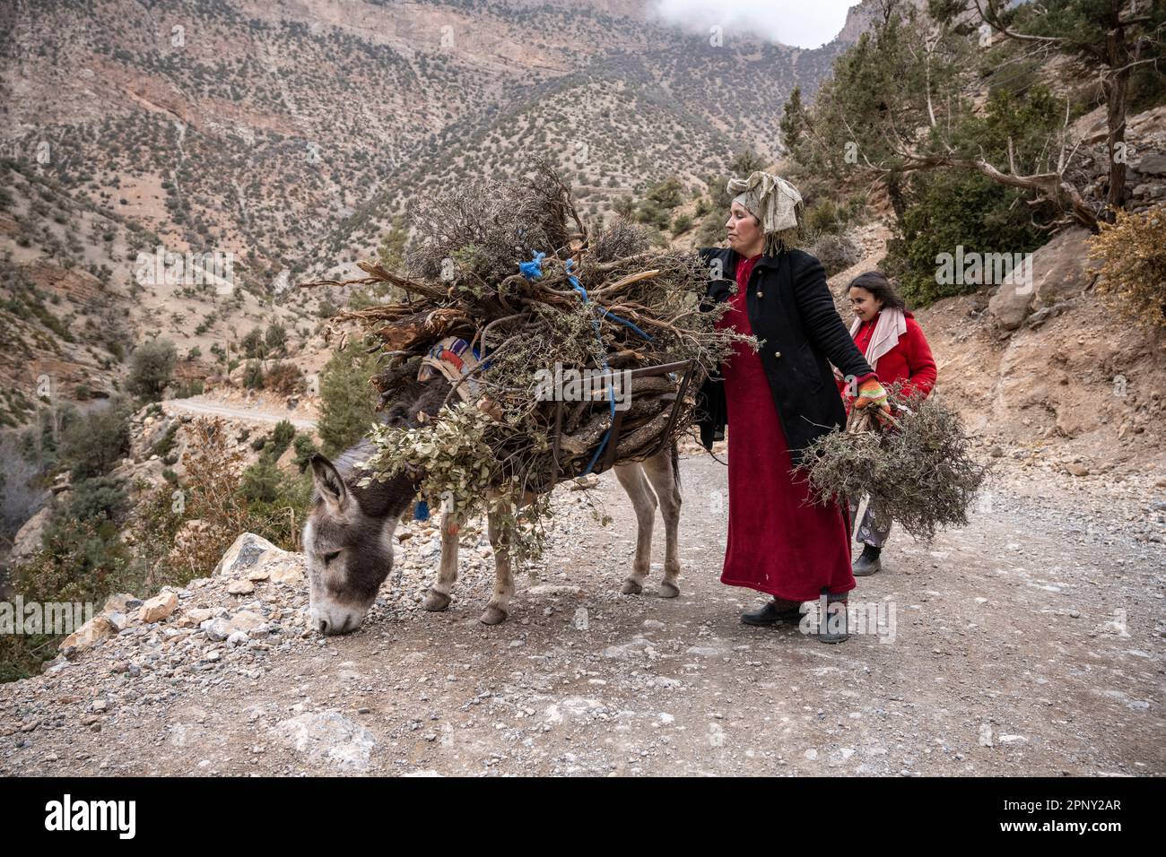 Woman in a rural mountain setting, loading a donkey with brush and ...