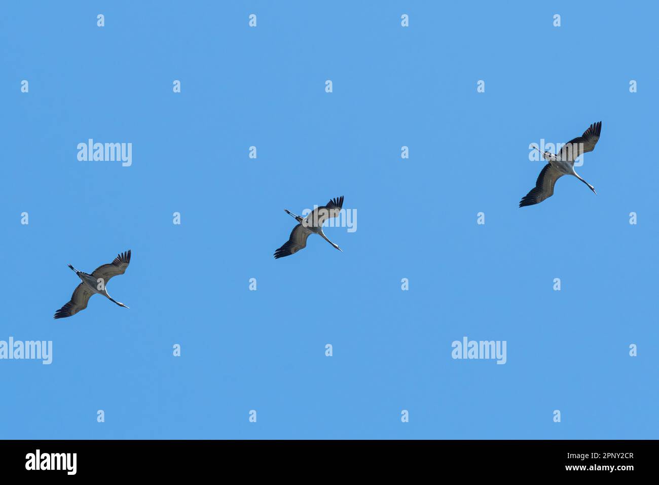 Three cranes (Grus grus) in flight flying over Otmoor RSPB Nature ...