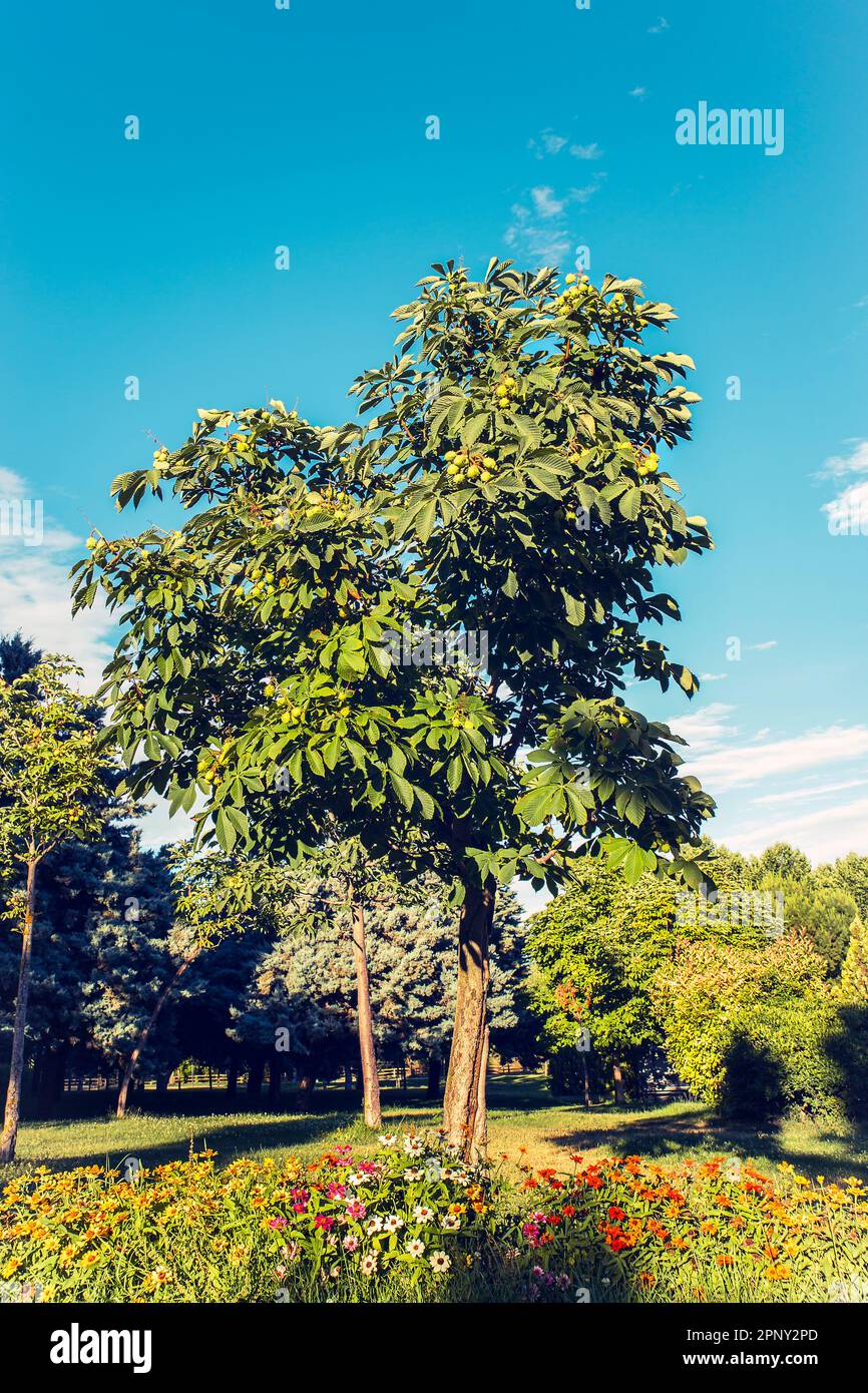 Variety of trees hi-res stock photography and images - Alamy