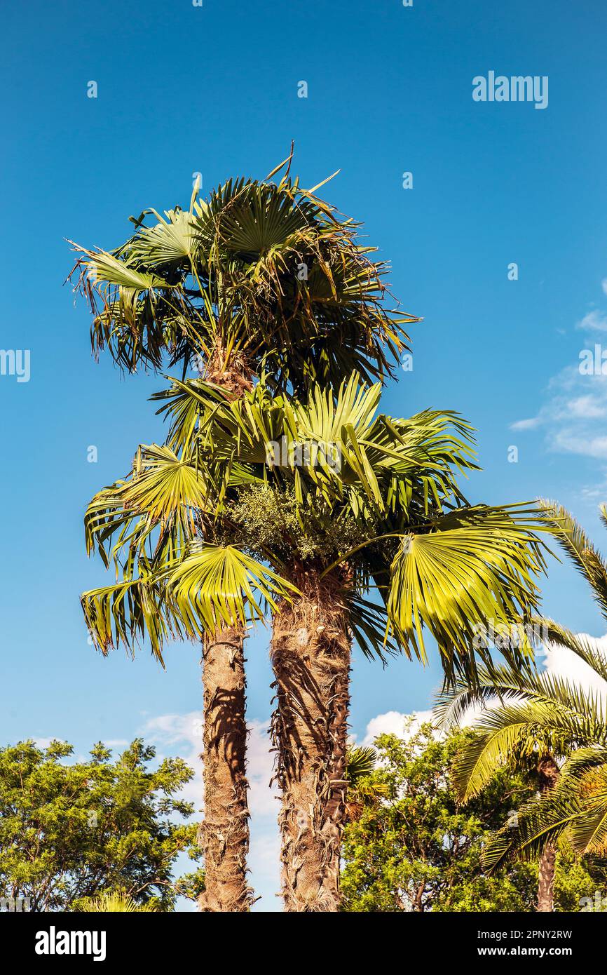 Canary date palm tree hi-res stock photography and images - Alamy