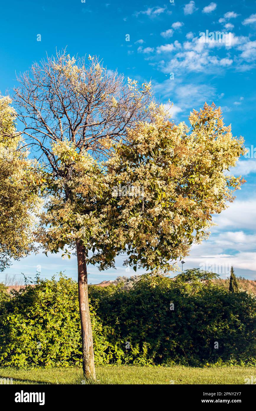 view of Ligustrum lucidum tree in green park a blue sky Stock Photo - Alamy