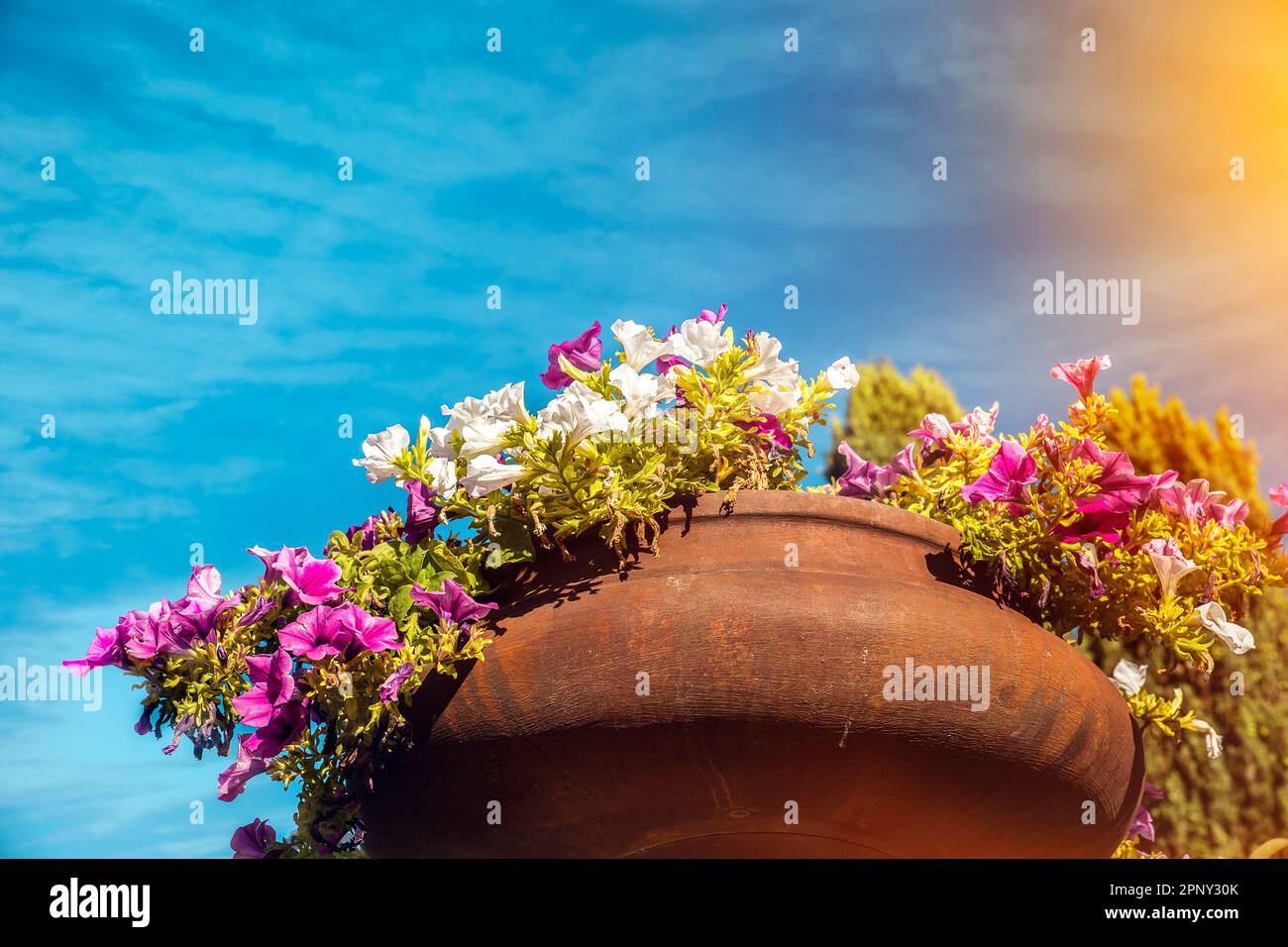 multicolored flower in a earthenware vessel under blue sky Stock Photo ...