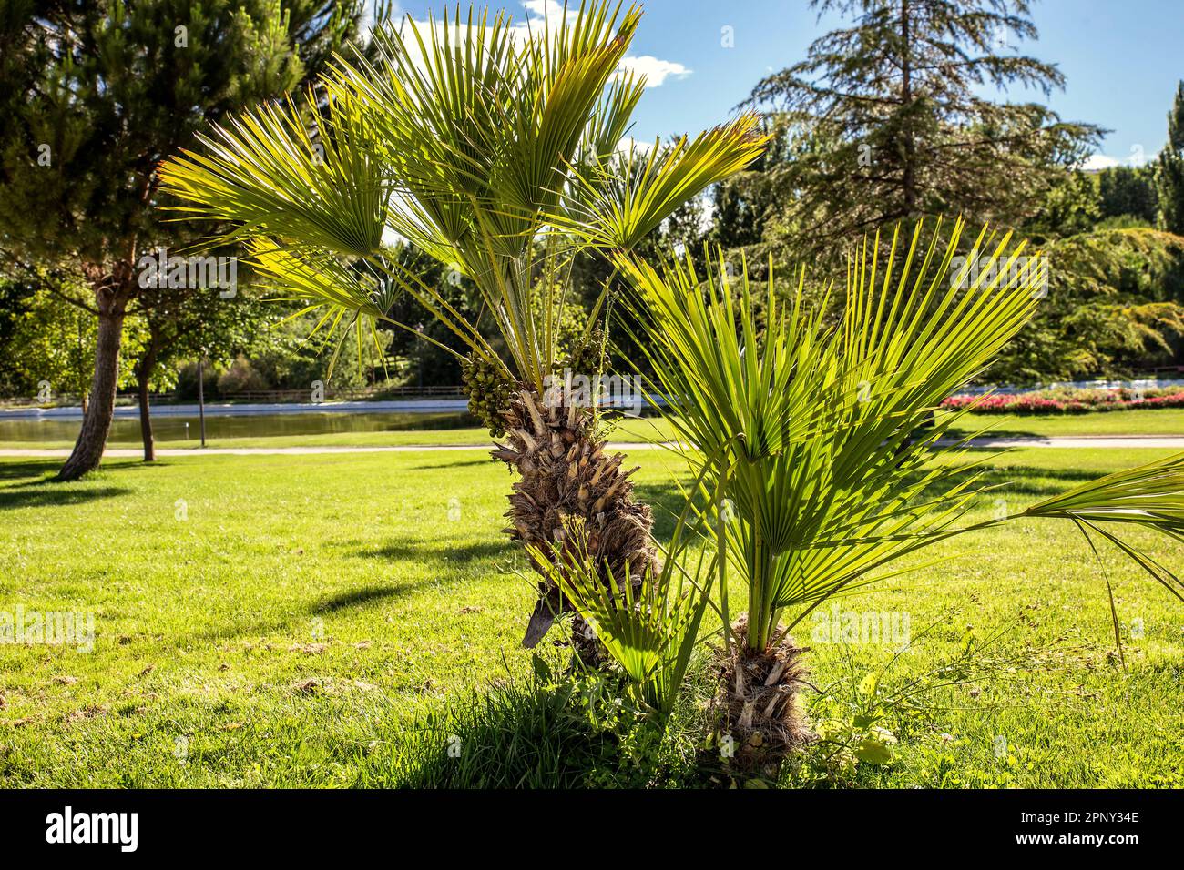 green palm tree on grass in a park Stock Photo - Alamy