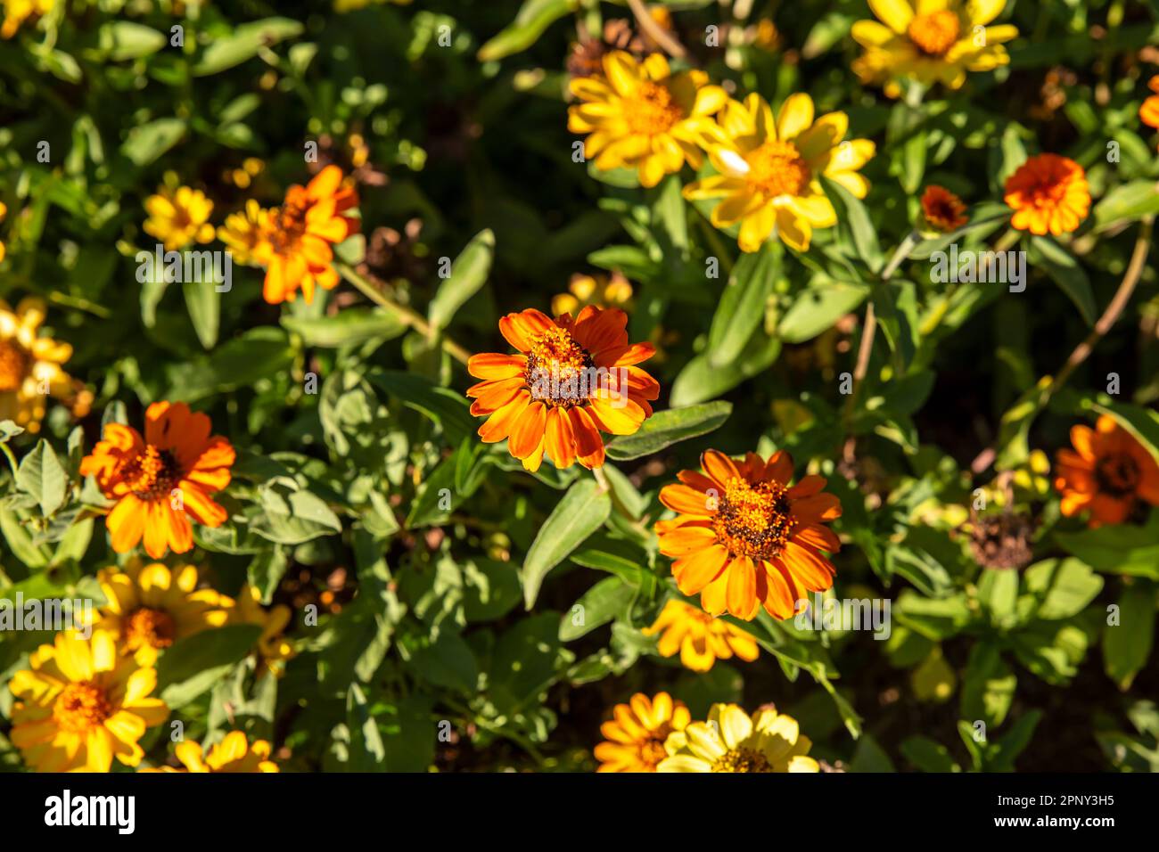 variety of zinnia flowers of different colors Stock Photo - Alamy