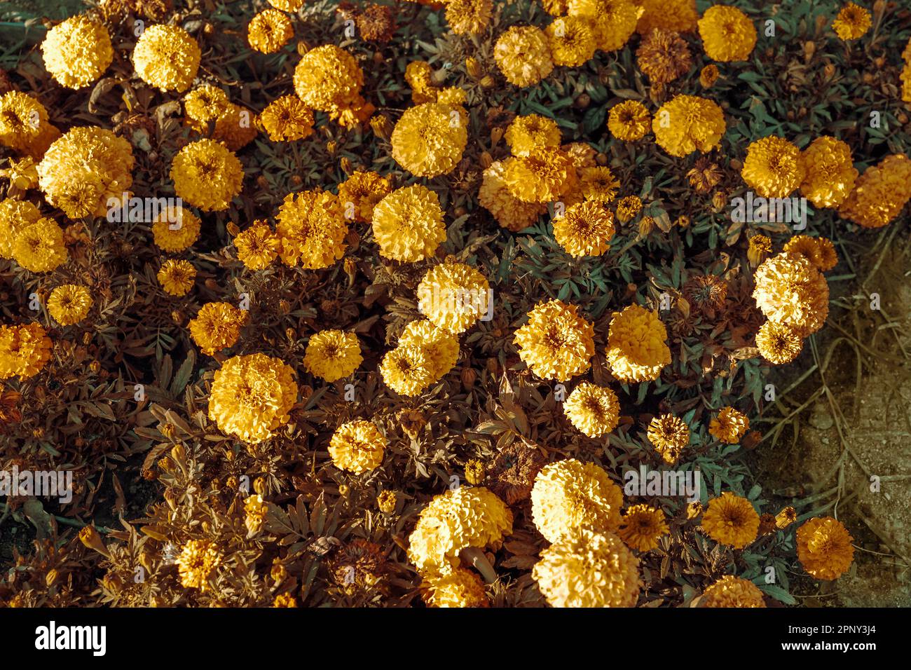 Tagetes erecta flowers in hi-res stock photography and images - Alamy