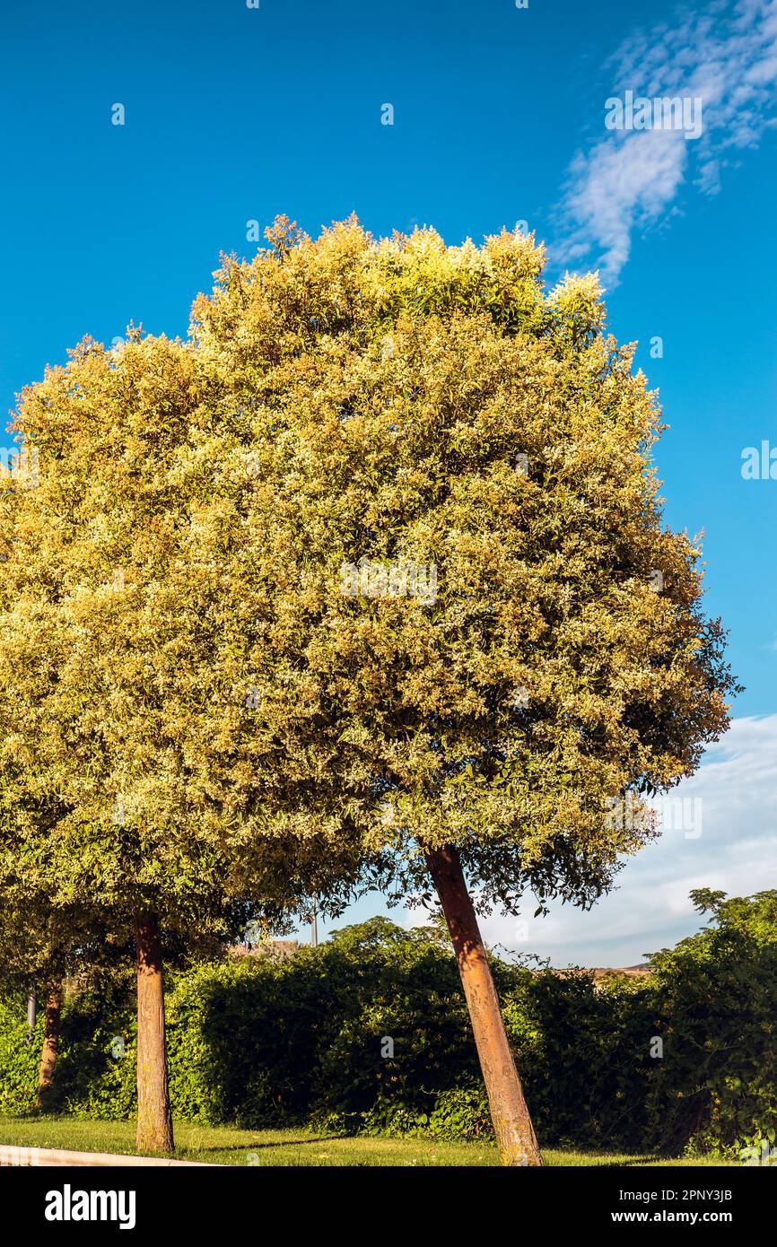view of Ligustrum lucidum tree in green park a blue sky Stock Photo - Alamy
