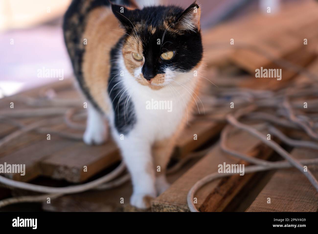 Three colored cat close-up photography at the street Stock Photo - Alamy