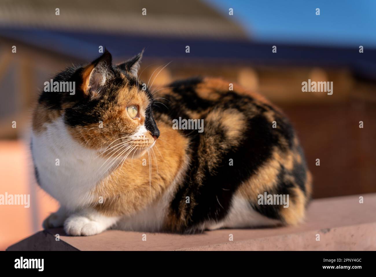 Three colored cat close-up photography at the street Stock Photo - Alamy