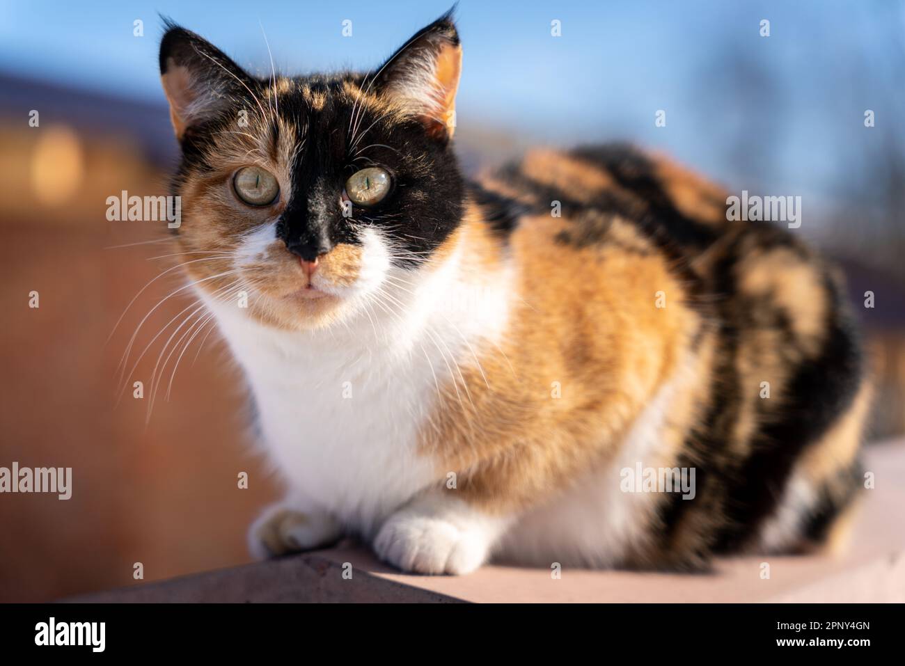 Three colored cat close-up photography at the street Stock Photo - Alamy