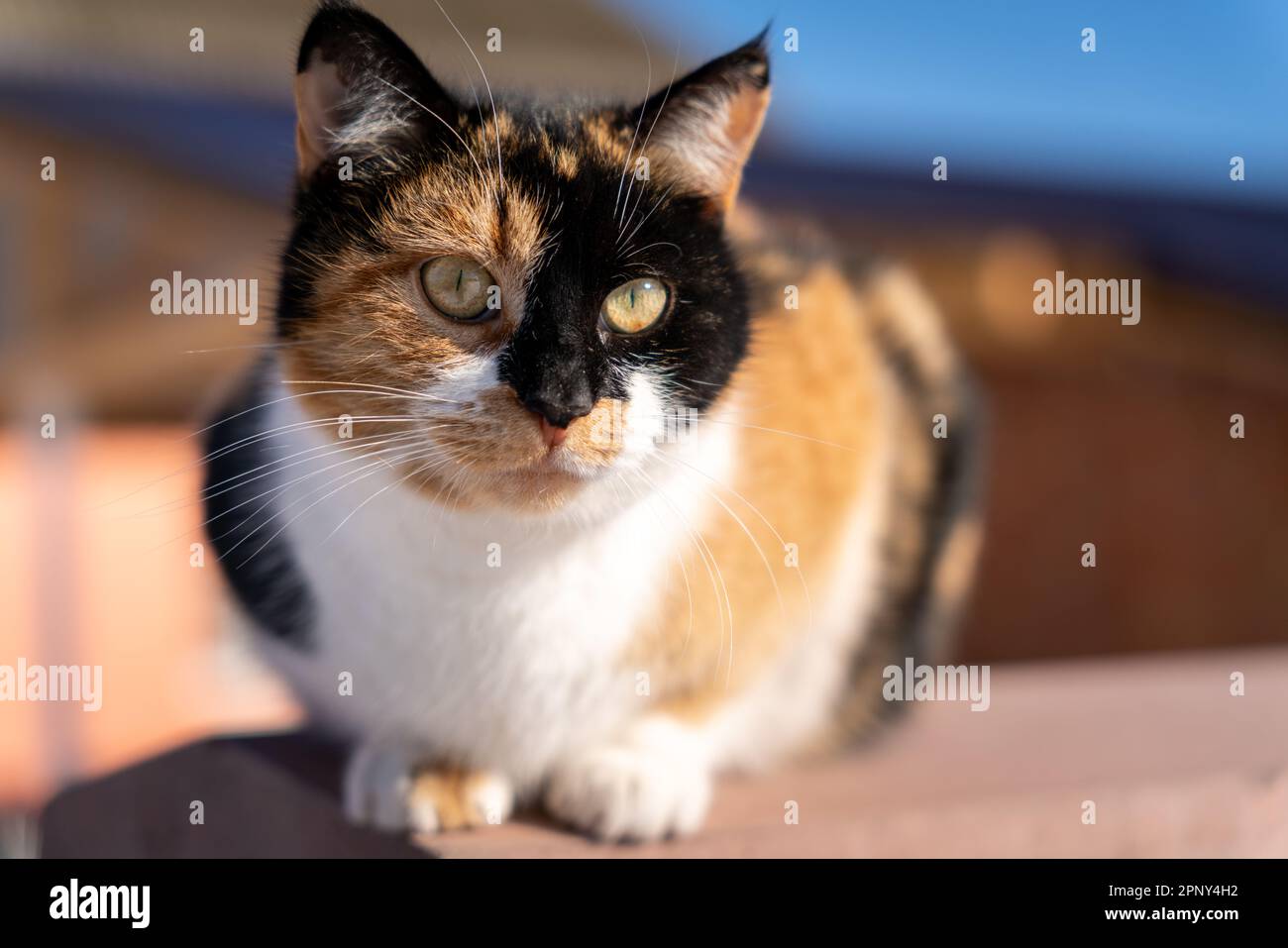 Three colored cat close-up photography at the street Stock Photo - Alamy