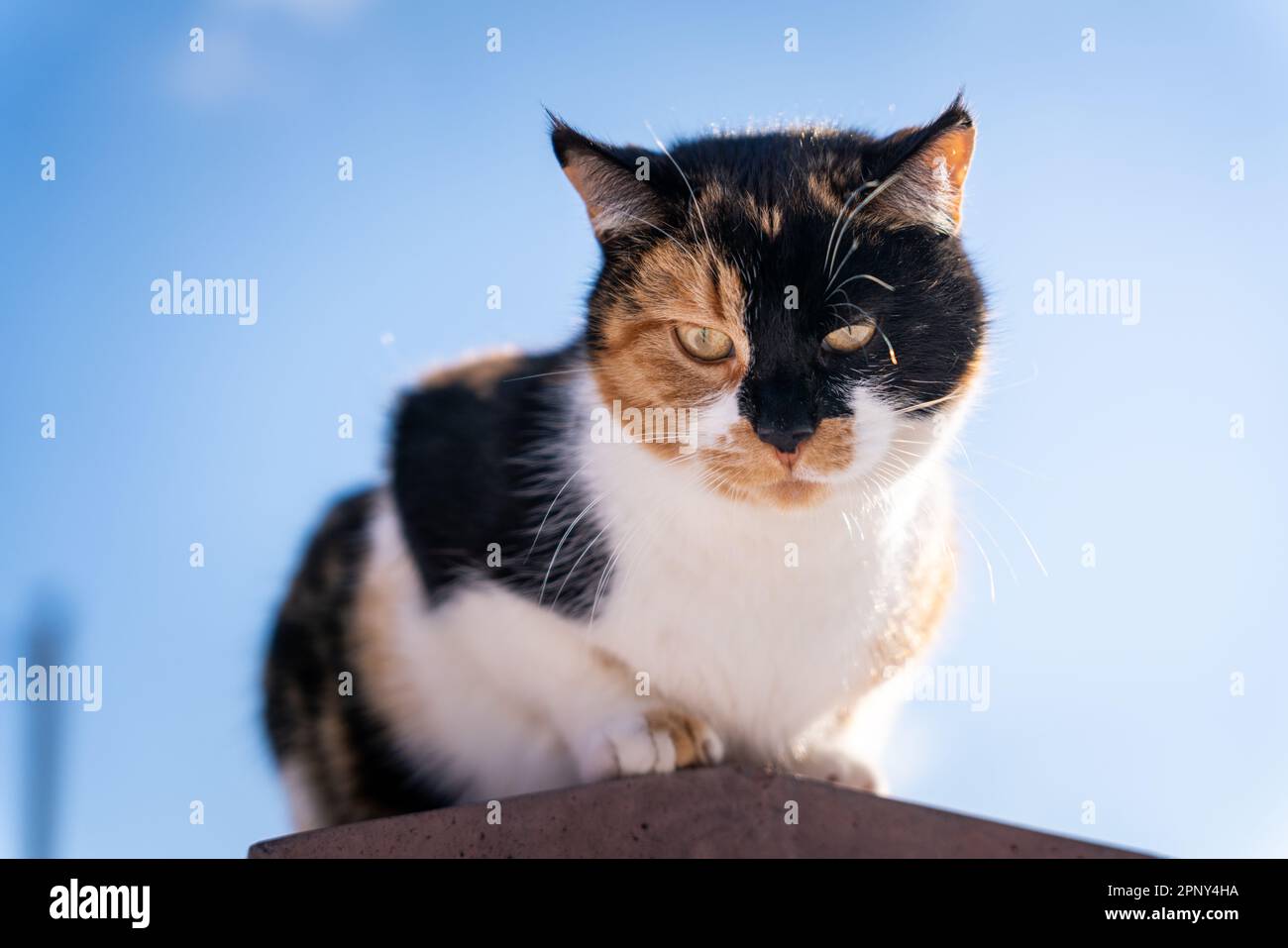 Three colored cat close-up photography at the street Stock Photo - Alamy