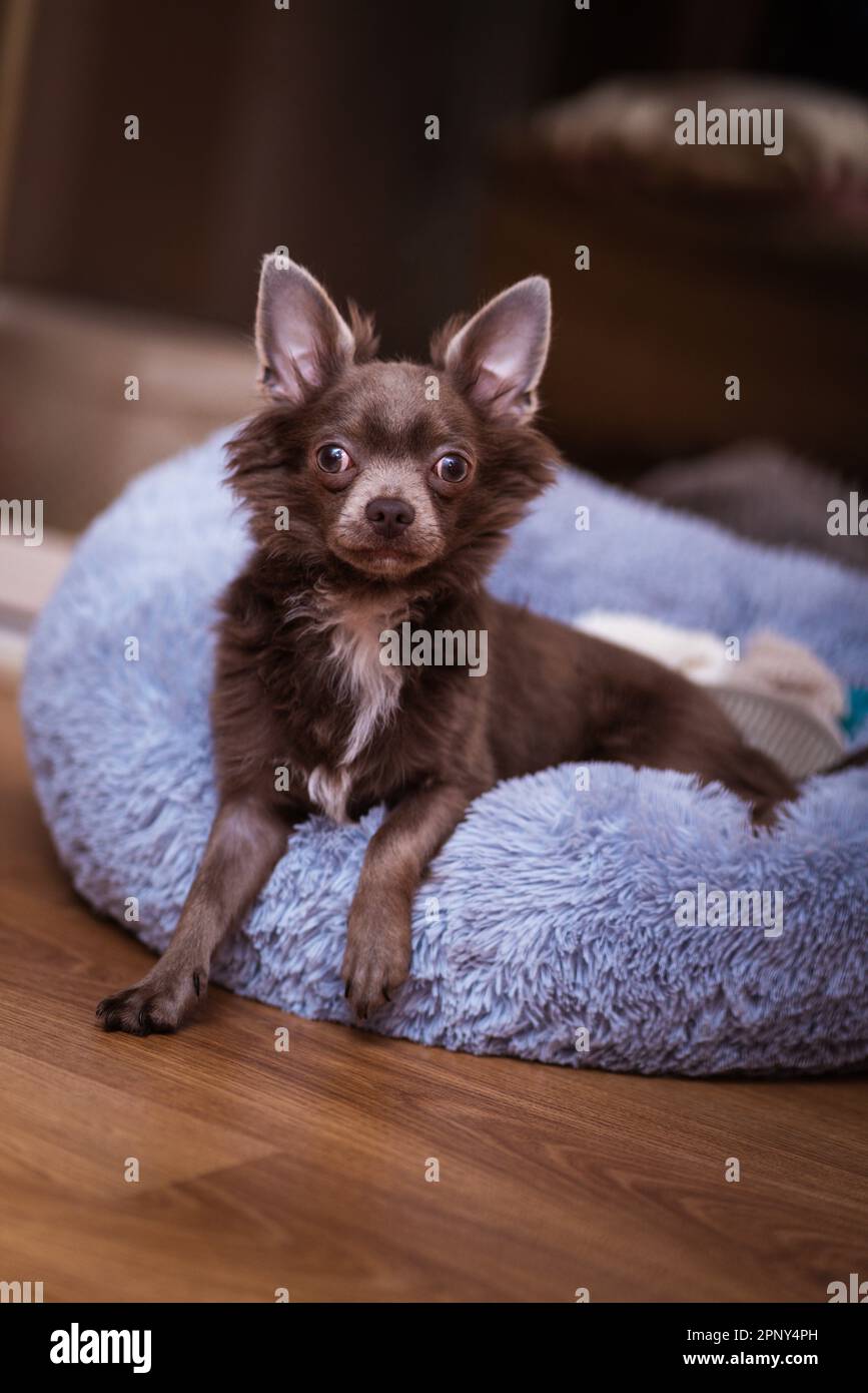 Lilac cute longhair chiwawa puppy - closeup photography Stock Photo - Alamy