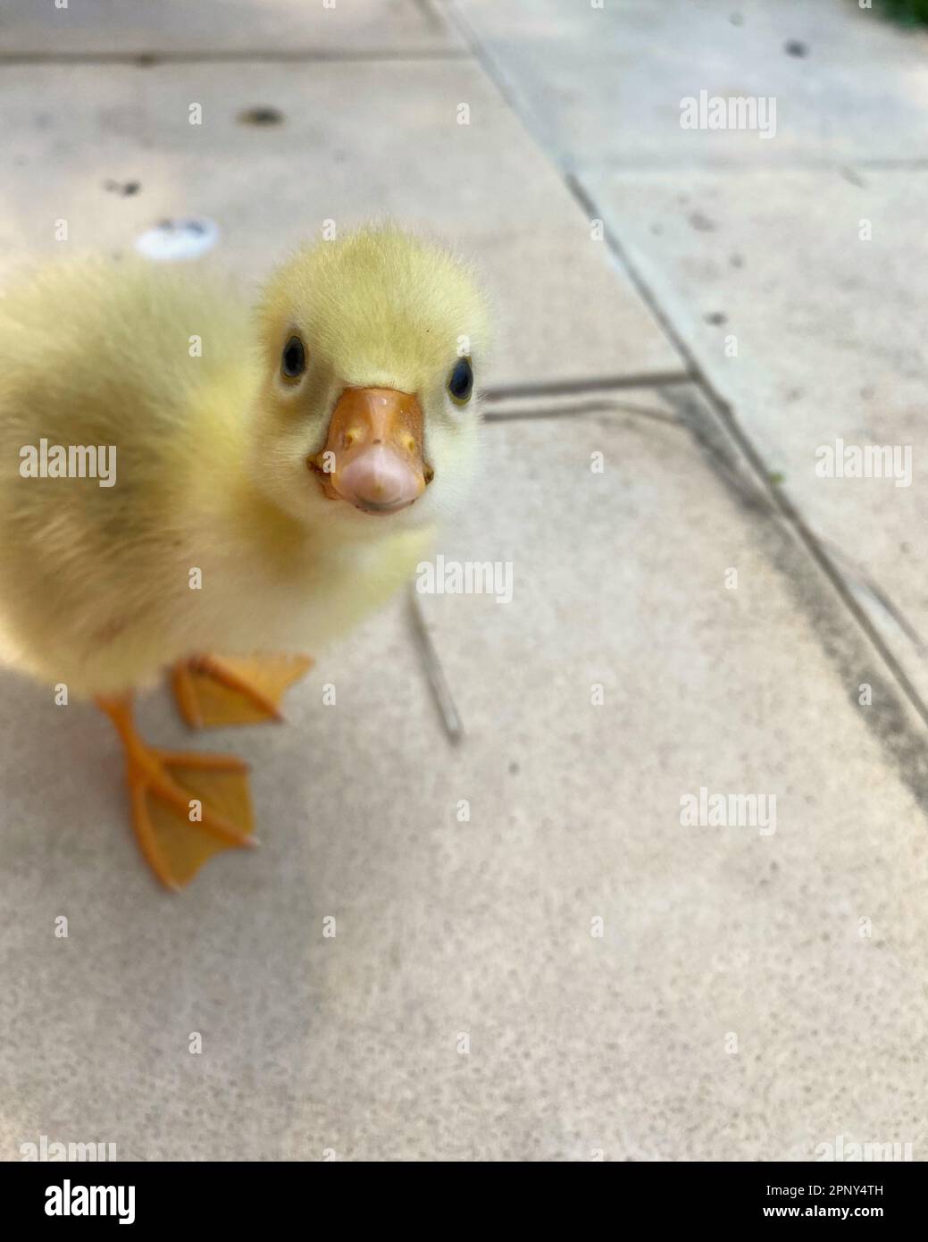 Baby Goose looking at camera Stock Photo - Alamy