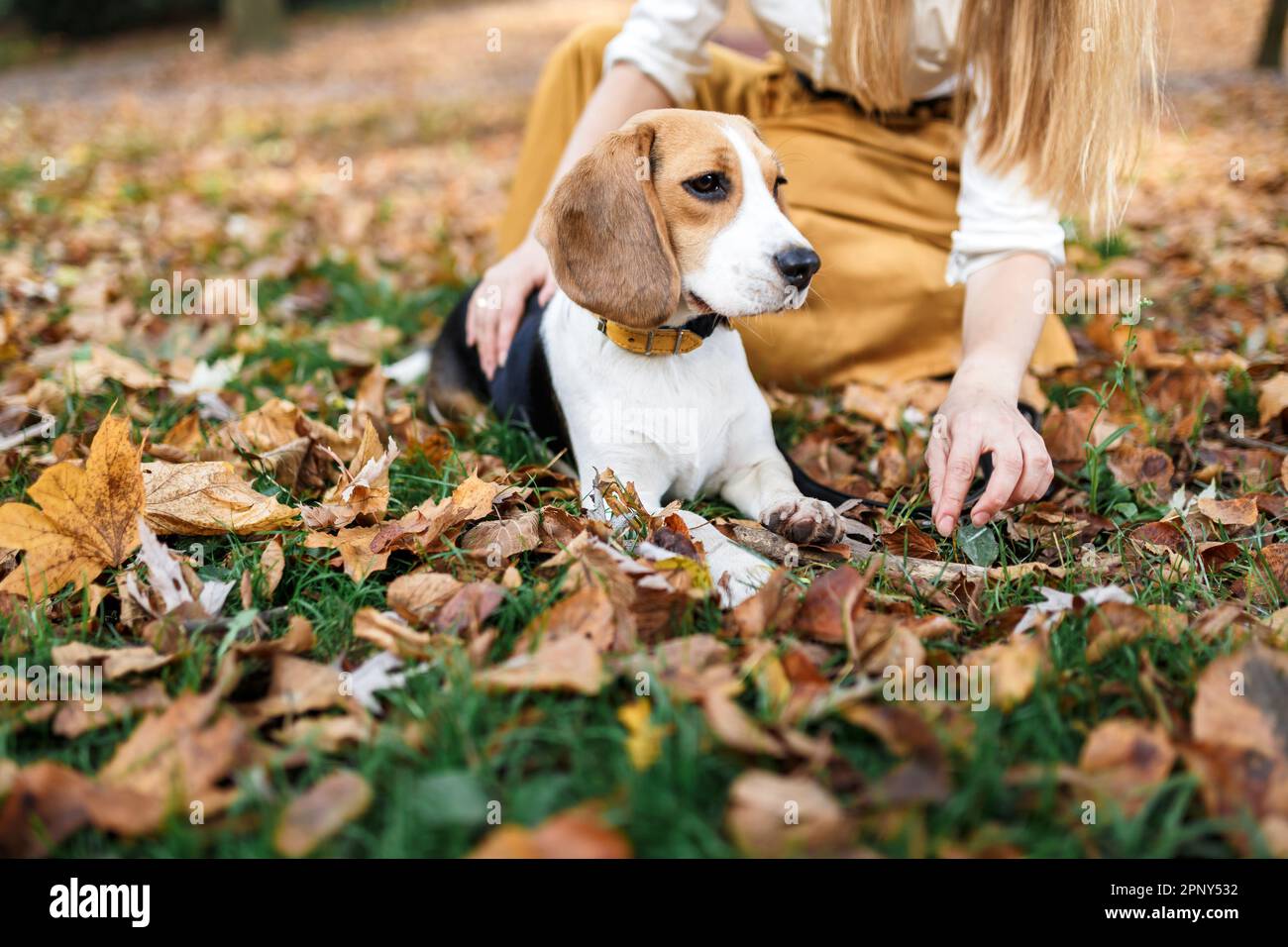 Beagle like hi-res stock photography and images - Alamy