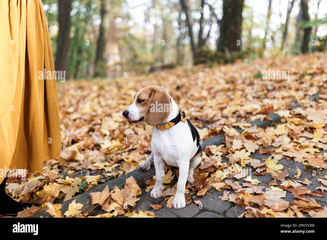 Beagle like hi-res stock photography and images - Alamy