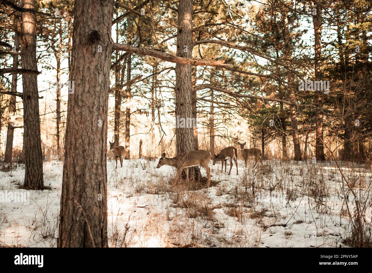 Deer in pine trees hi-res stock photography and images - Alamy