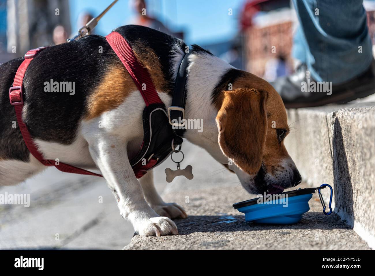 Beagle dog drinking water from a portable bowl in the street Stock ...