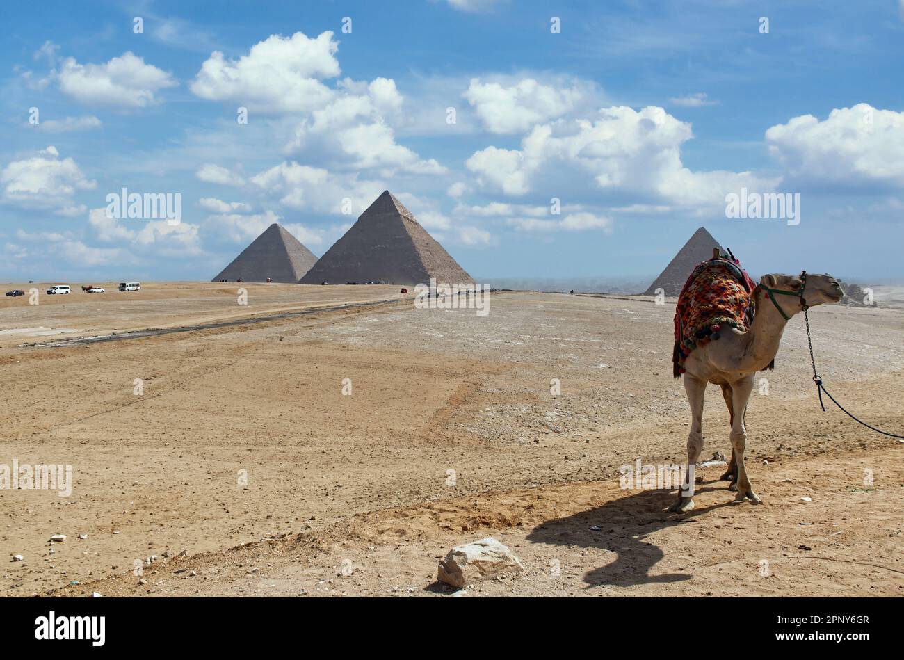 A camel ready for tourists, Giza Pyramids on background. Egypt Stock ...