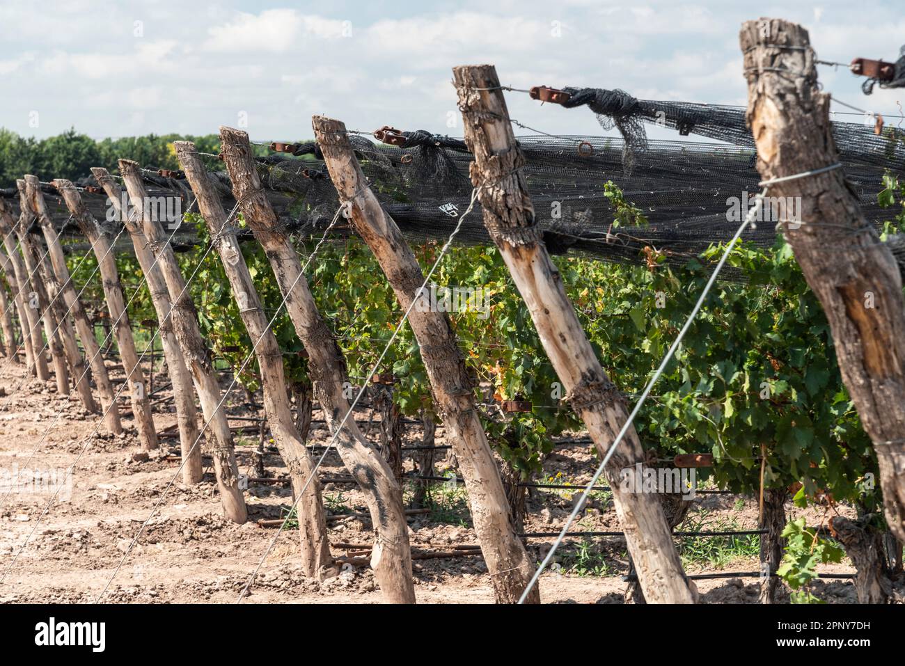 Beautiful view to grapevine plantation in Mendoza Stock Photo - Alamy