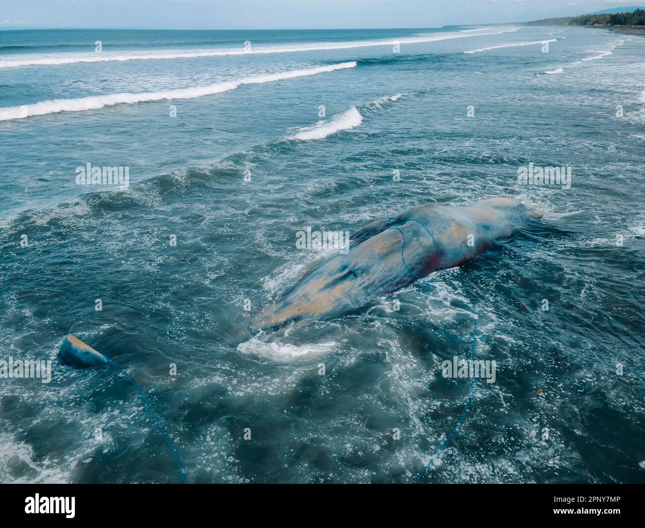 Dead sperm whale in state of putrefaction on the beach Stock Photo - Alamy