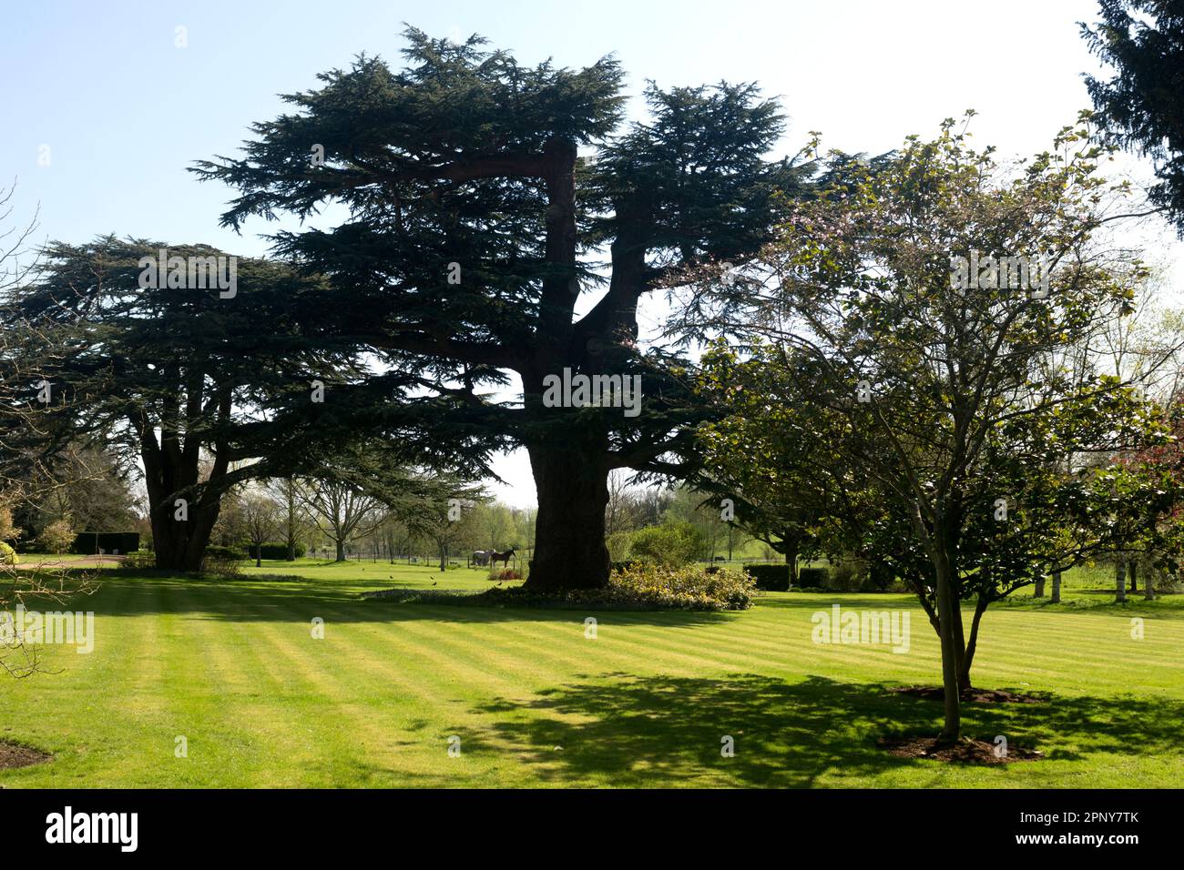 Cedar trees in the grounds of Cranford Hall, Cranford St. Andrew ...