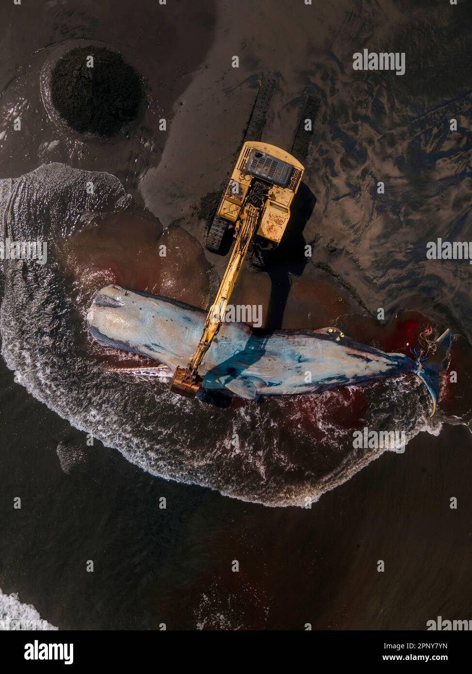 Dead sperm whale in state of putrefaction on the beach Stock Photo - Alamy