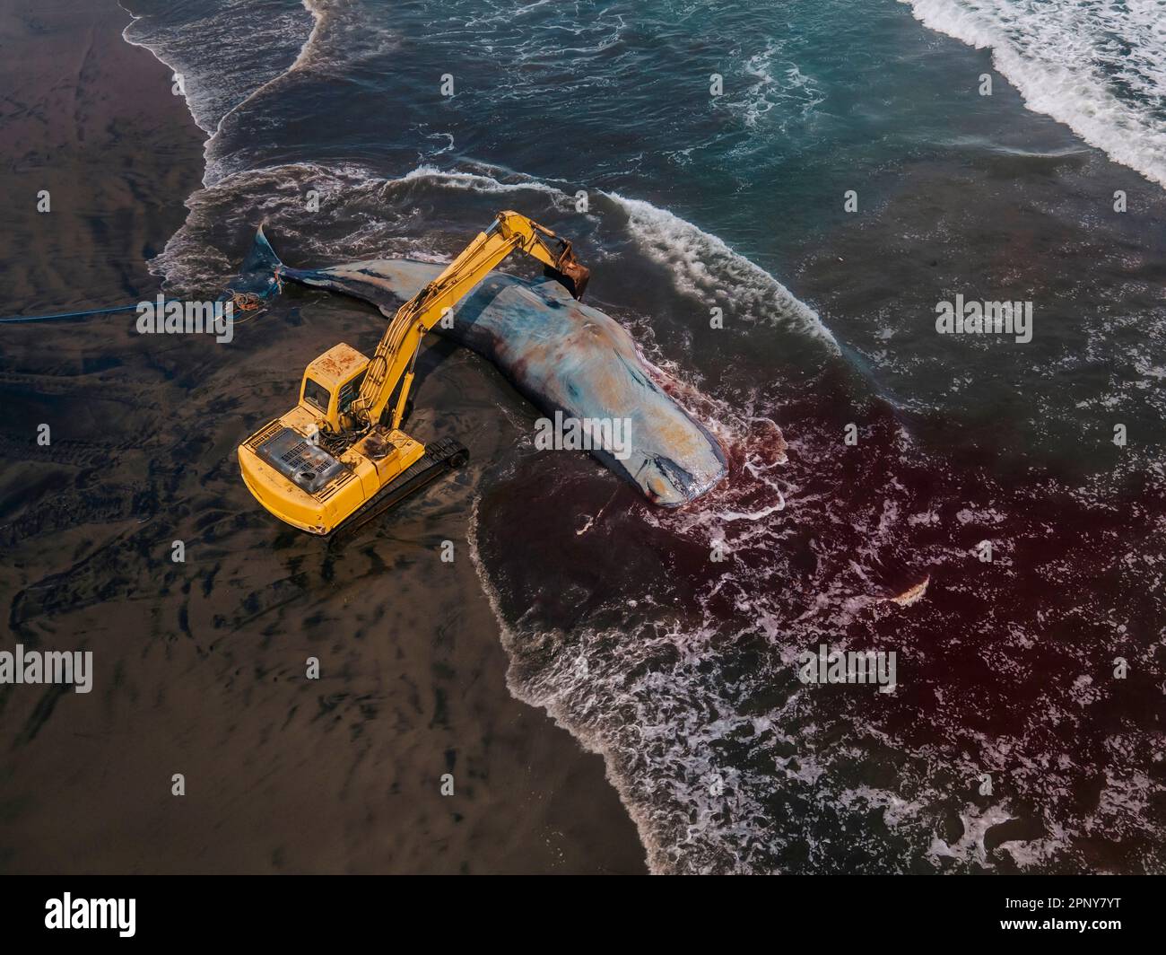 Dead sperm whale in state of putrefaction on the beach Stock Photo - Alamy