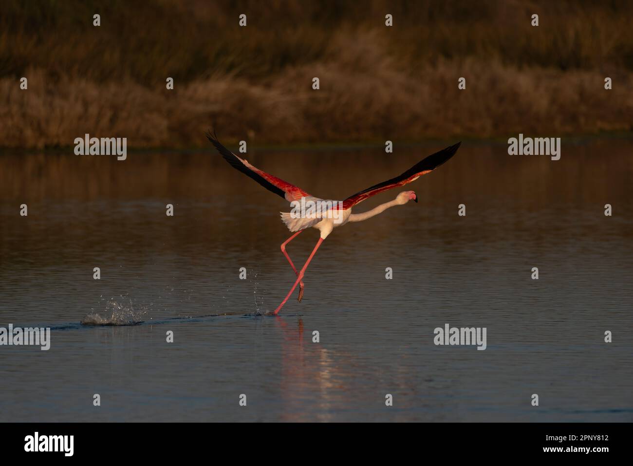 Flamingo take off in Camargue Stock Photo - Alamy