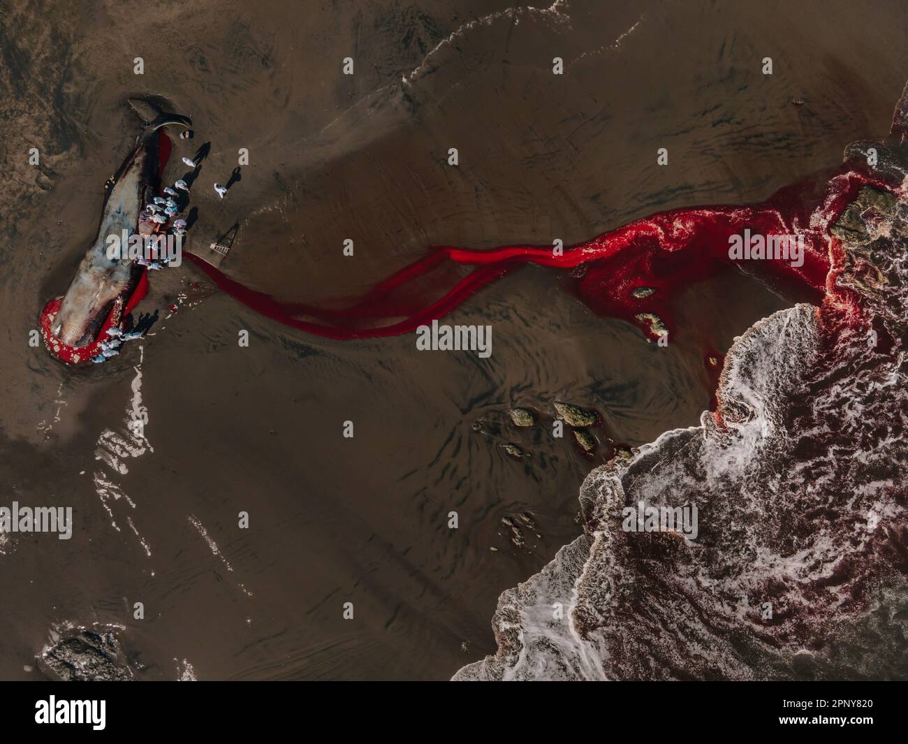 Dead sperm whale in state of putrefaction on the beach Stock Photo - Alamy