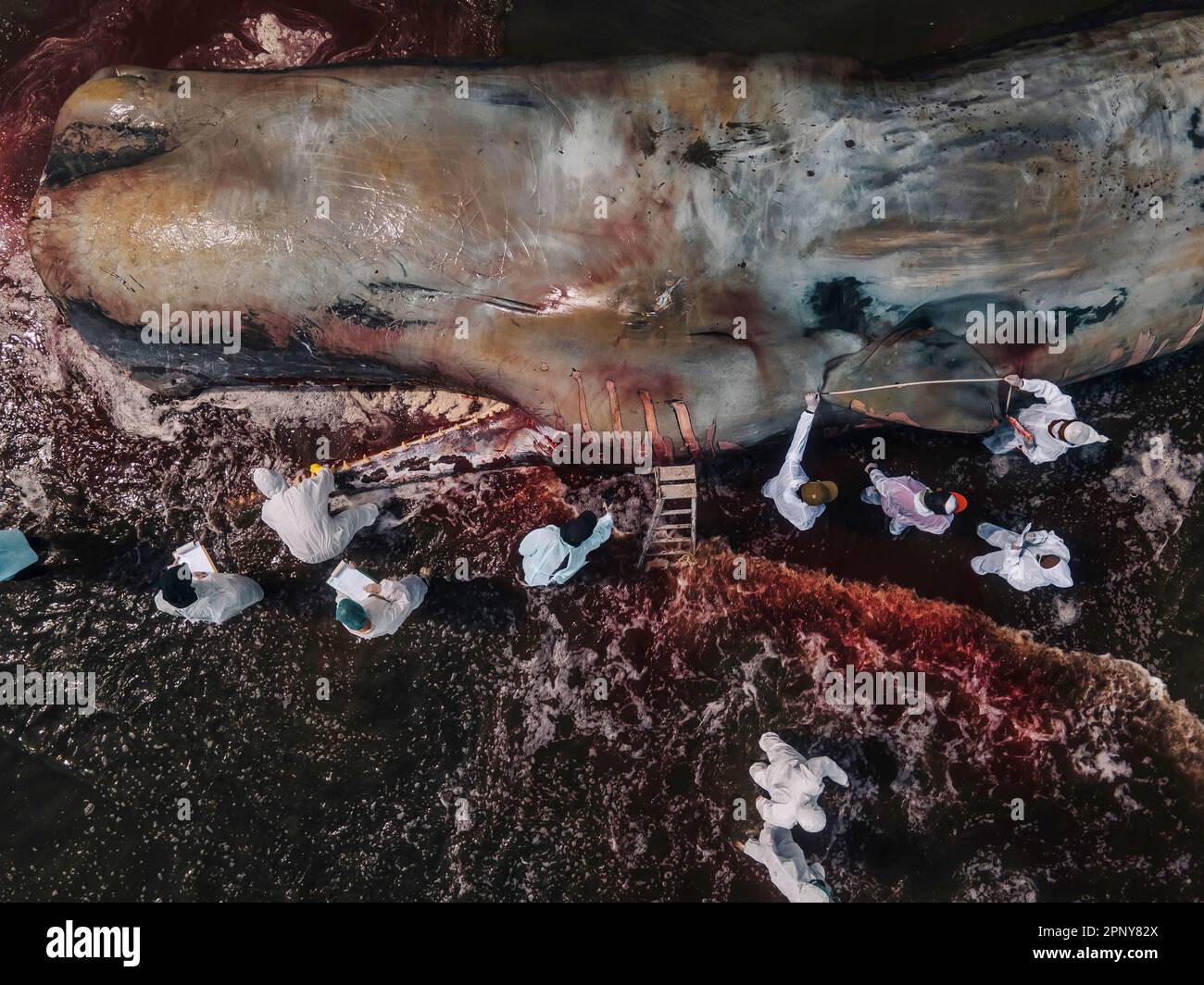 Dead sperm whale in state of putrefaction on the beach Stock Photo - Alamy