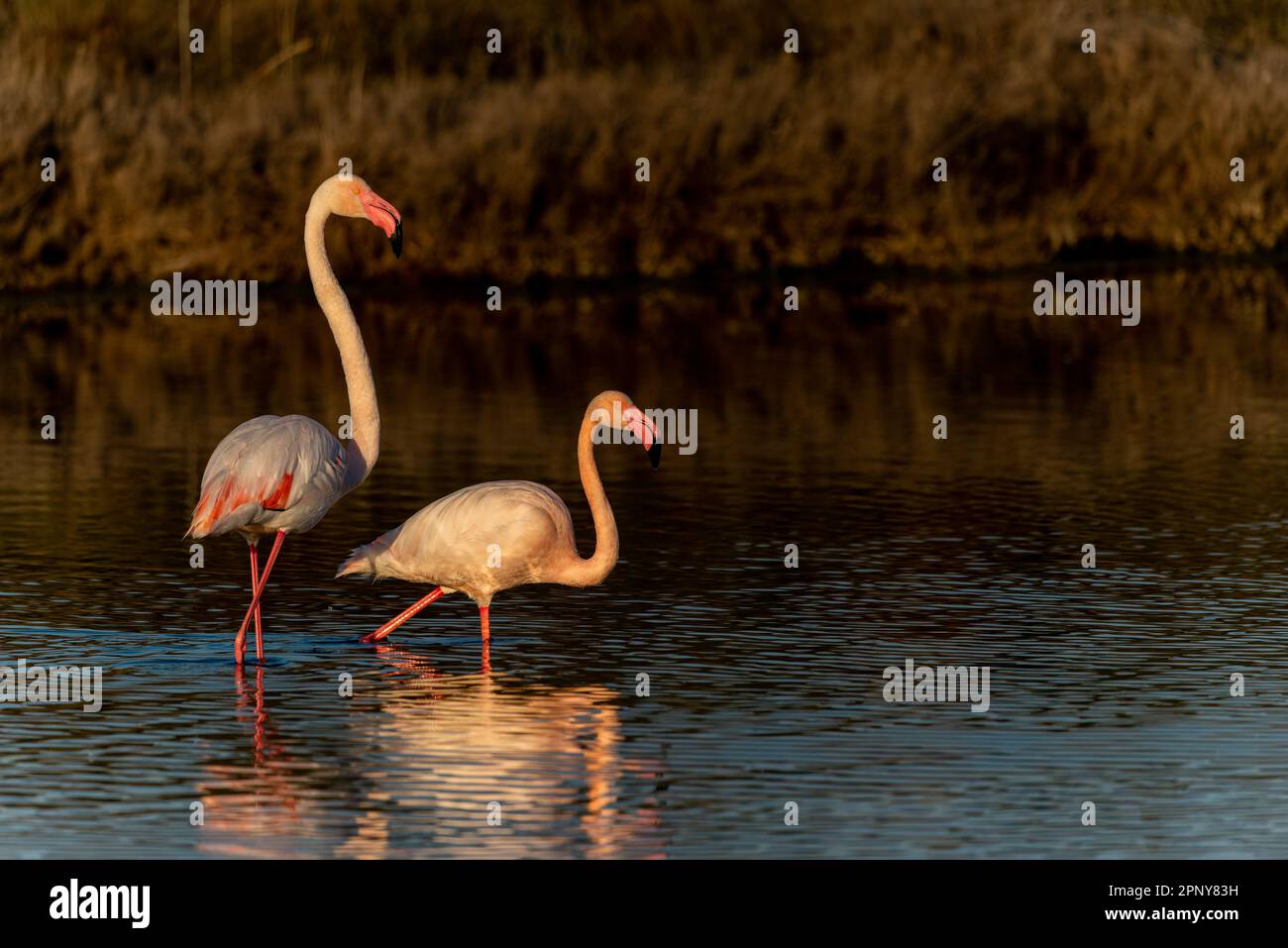 Flamingos at lake in Camargue Stock Photo - Alamy