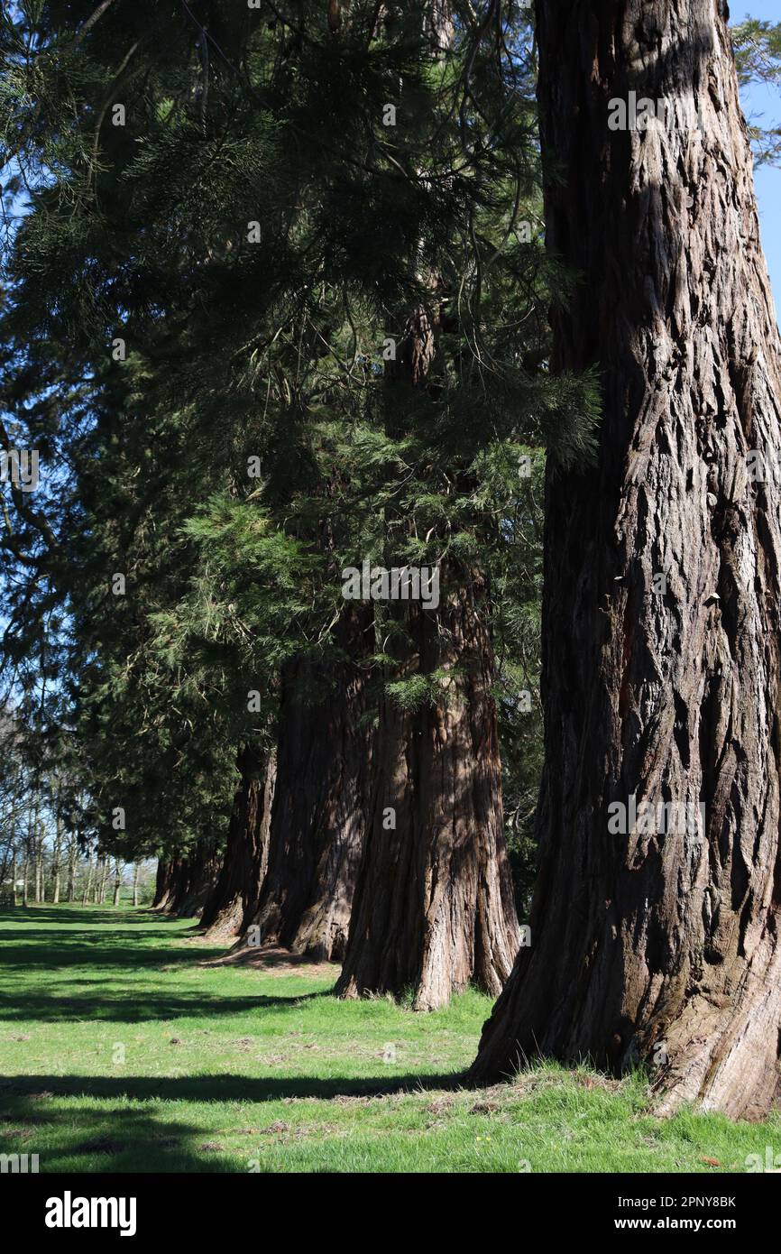 Big tree trunks Stock Photo - Alamy