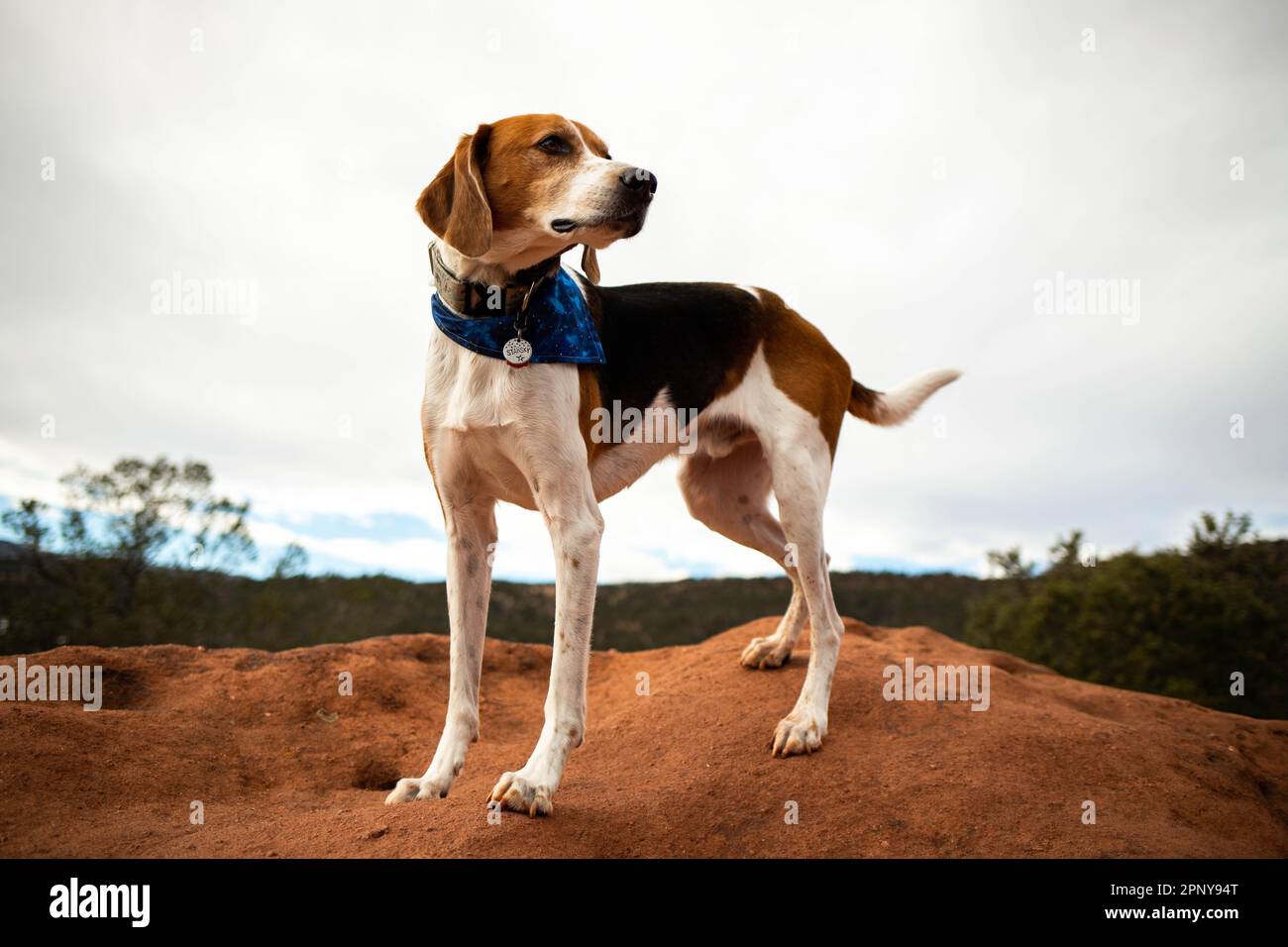 American Foxhound Hiking in Desert in Garden of the Gods Colorado Stock ...